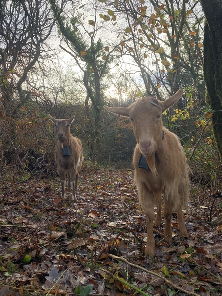 Goats on Trial | The Wildlife Trust of South and West Wales